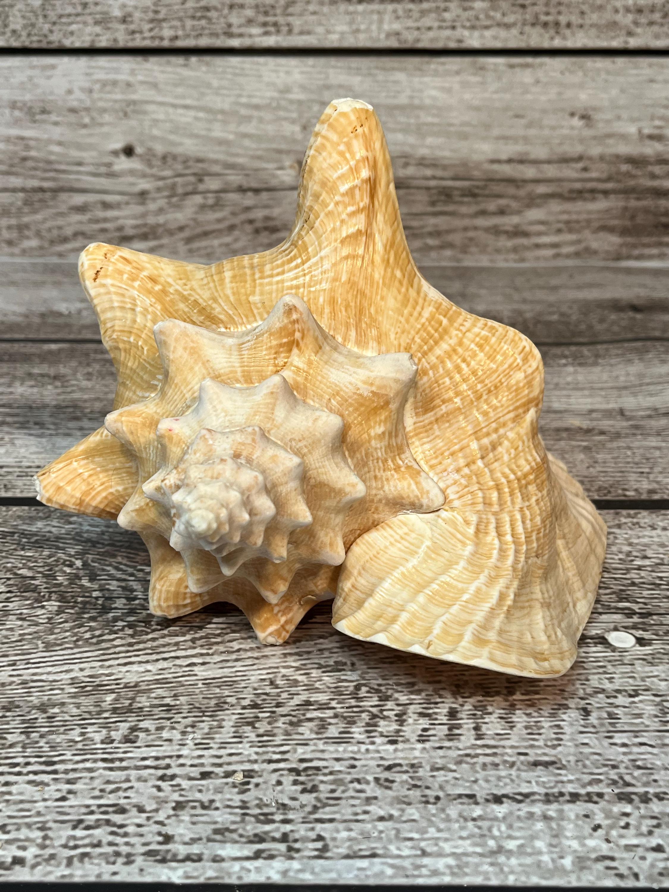 Vintage Large Conch Shell - Etsy