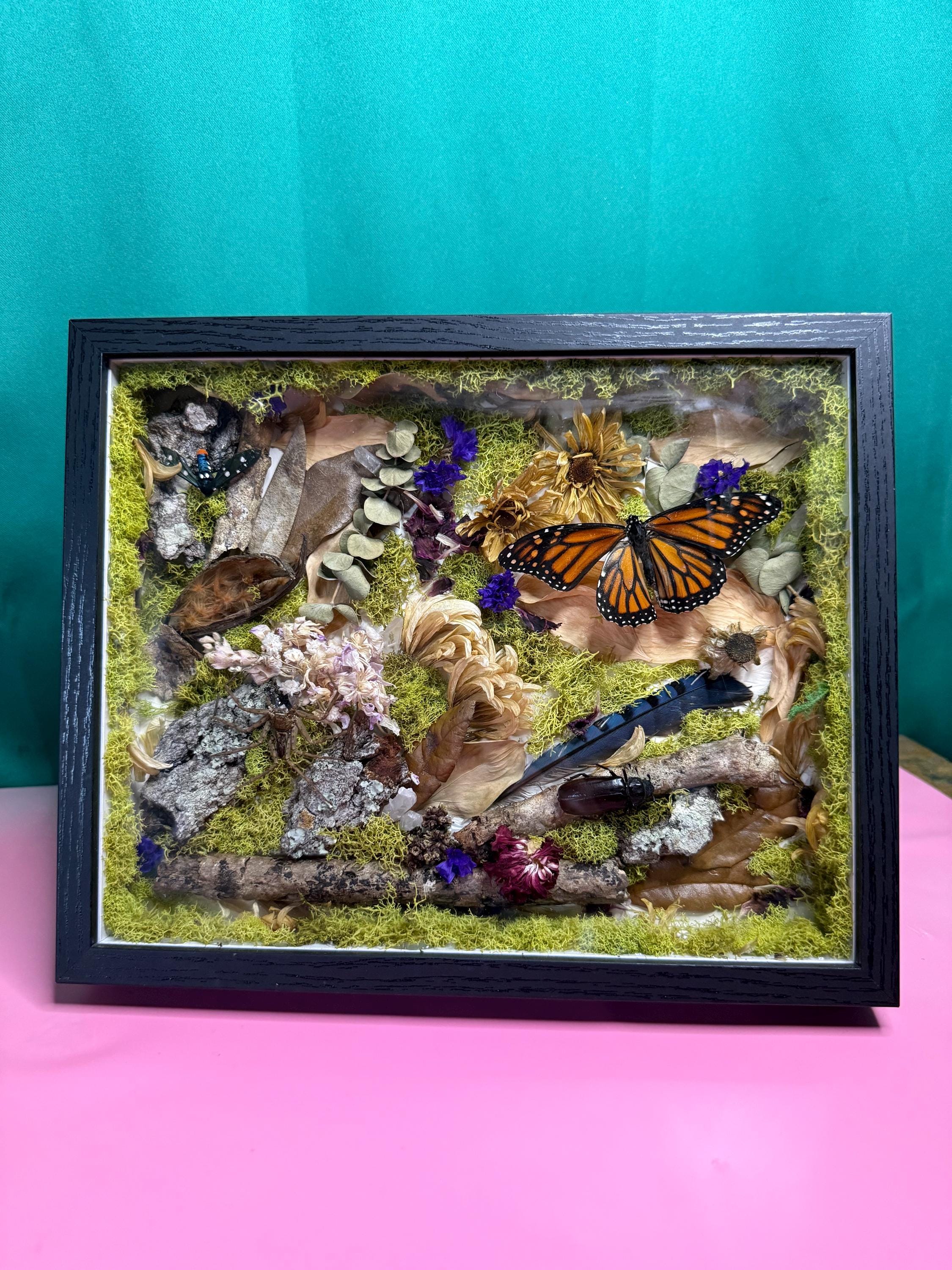 Ethically Sourced Insect Shadow Box Multiple BUG Display ODDITIES and ...