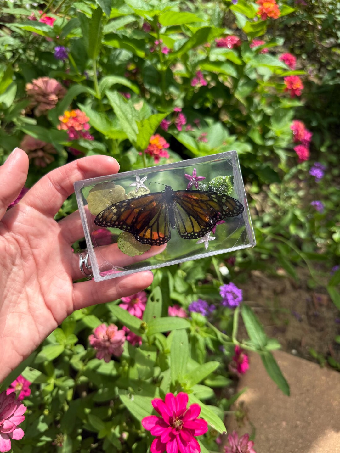 Monarch BUTTERFLY Preserved in RESIN Room DECOR Natural Display - Etsy