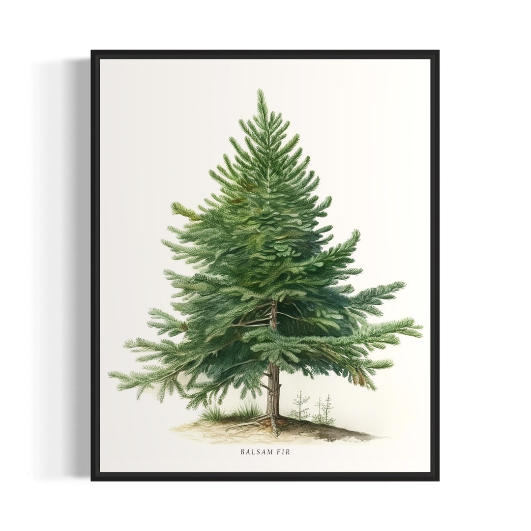 Balsam Fir Tree Art Print, Balsam Fir Tree Wall Art Poster - Etsy