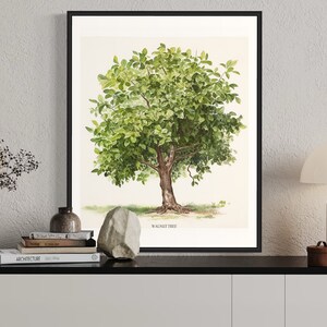 Walnut Tree Art Print, Walnut Tree Wall Art Poster - Etsy