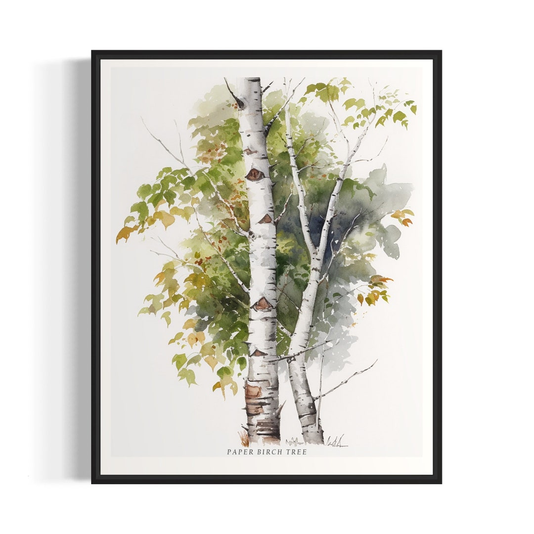 Paper Birch Tree Art Print, Paper Birch Tree Wall Art Poster - Etsy