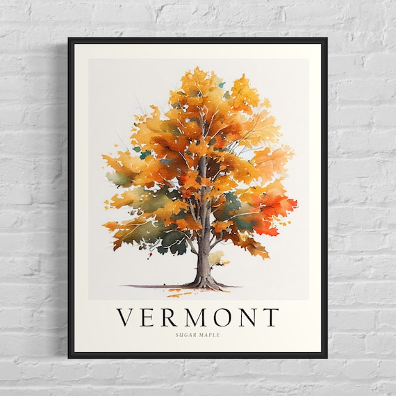 Sugar Maple Tree Drawing