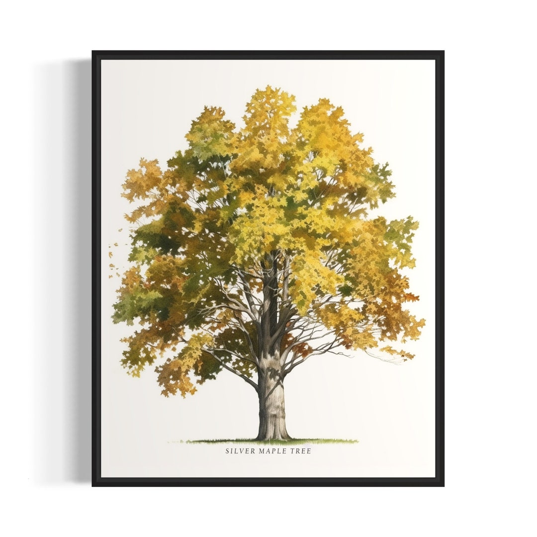 Silver Maple Tree Art Print, Silver Maple Tree Wall Art Poster - Etsy