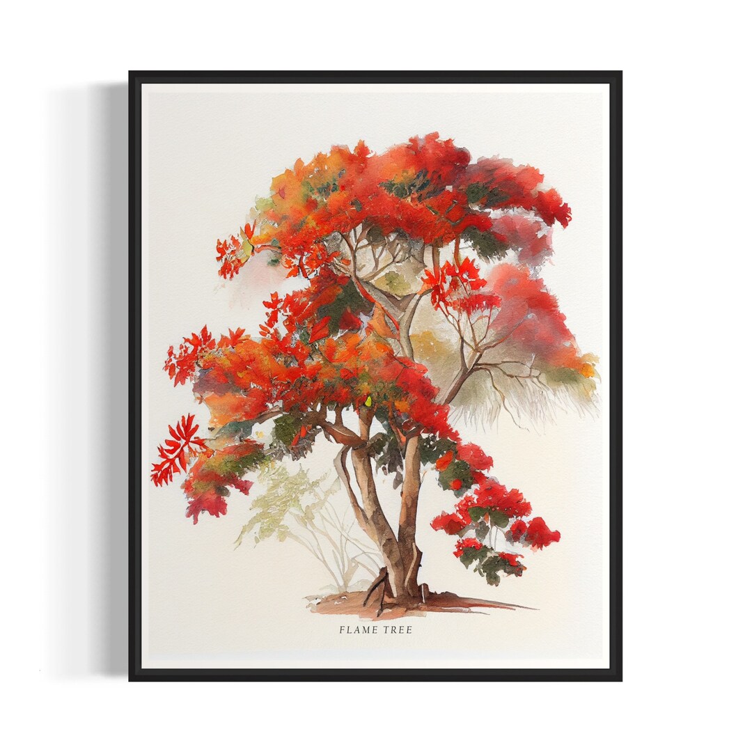 Flame Tree Art Print, Flame Tree Wall Art Poster - Etsy