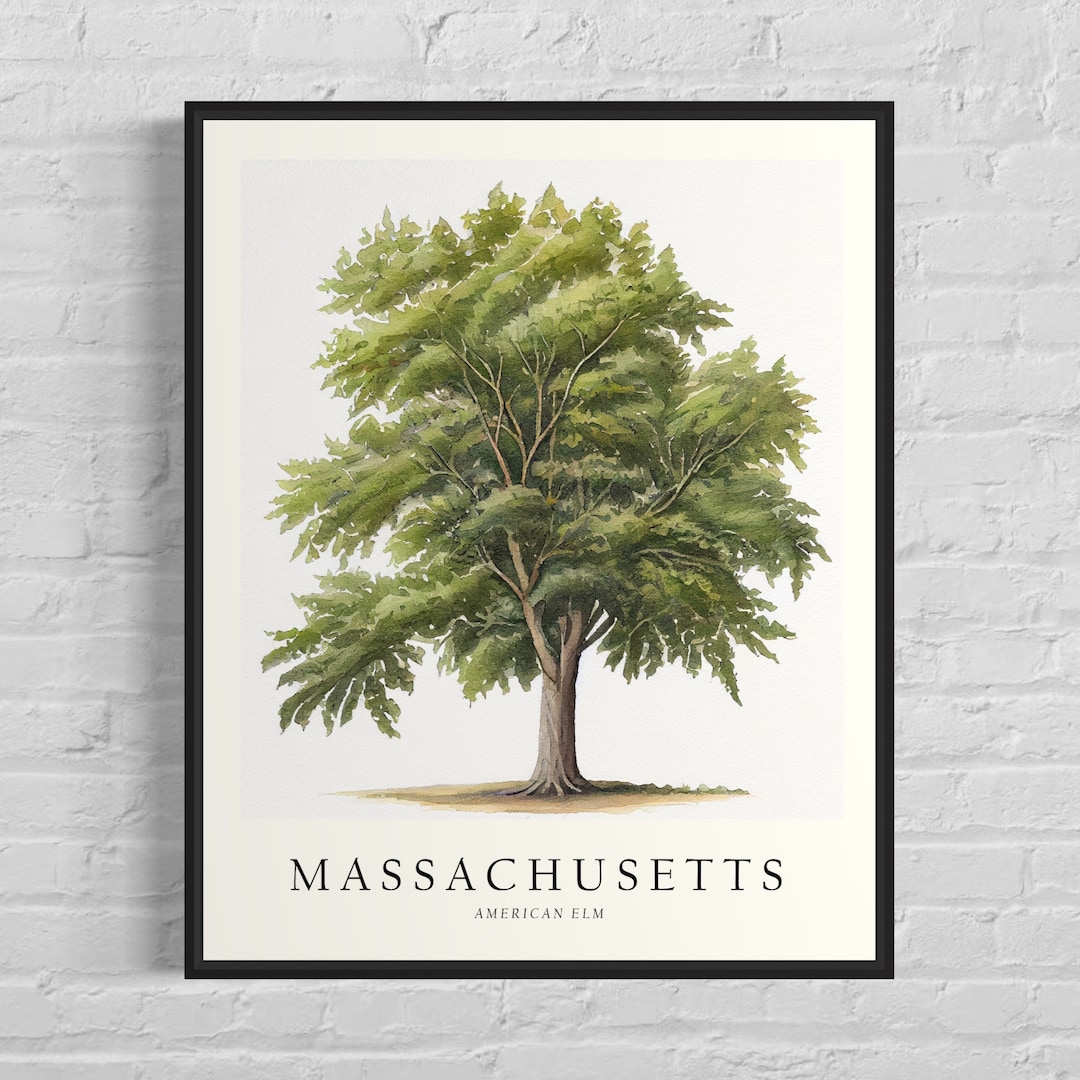 Massachusetts State Tree Art Print, American Elm Tree Wall Art, State ...