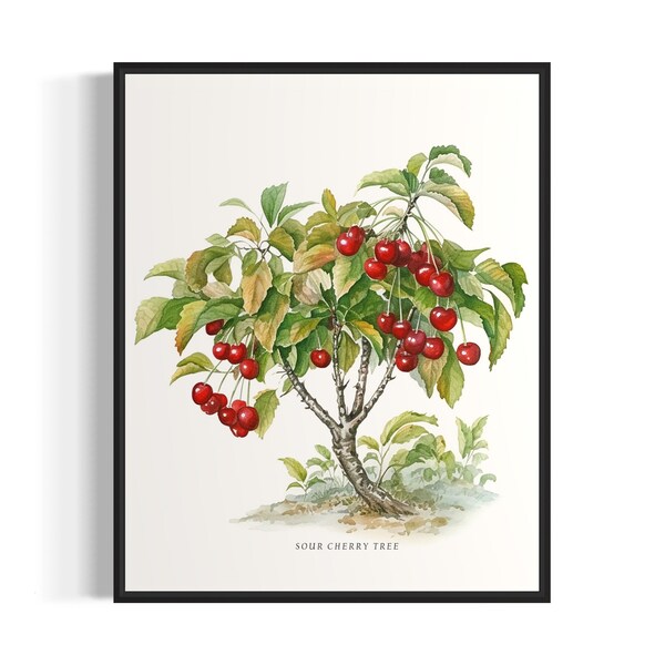 Sour Cherries - Etsy