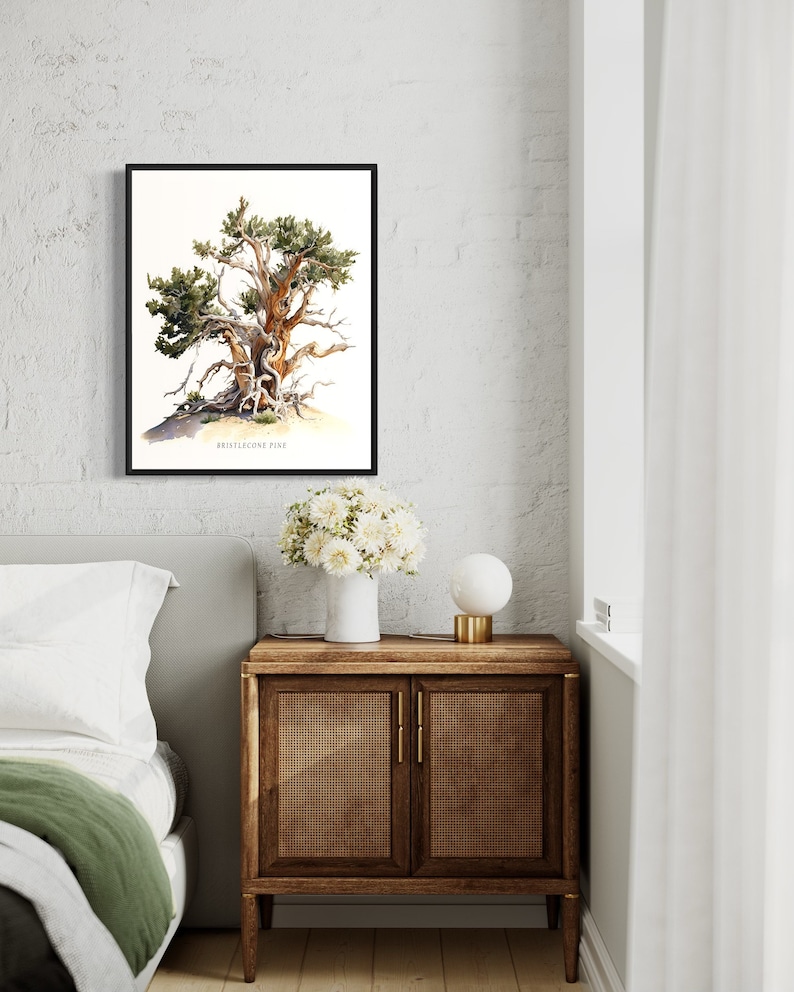 Bristlecone Pine Tree Art Print Bristlecone Pine Tree Wall - Etsy