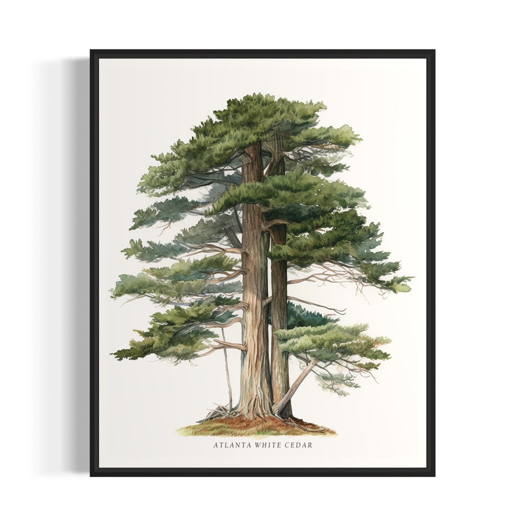 Atlanta White Cedar Tree Art Print, Atlanta White Cedar Tree Wall Art ...