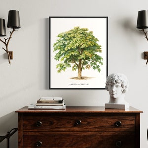 American Chestnut Tree Art Print, American Chestnut Tree Wall Art ...