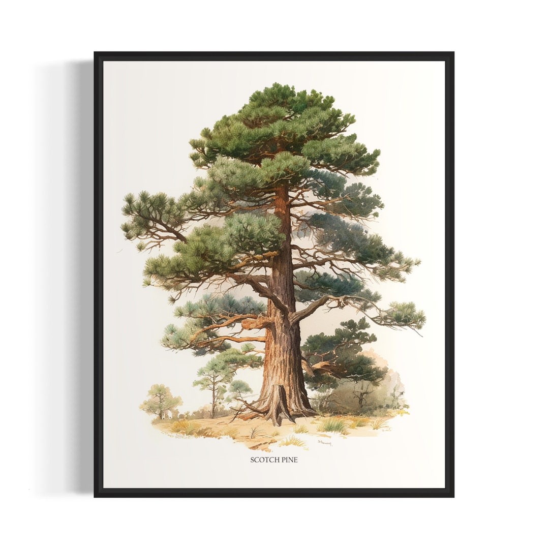 Scotch Pine Tree Art Print, Scotch Pine Tree Wall Art Poster - Etsy