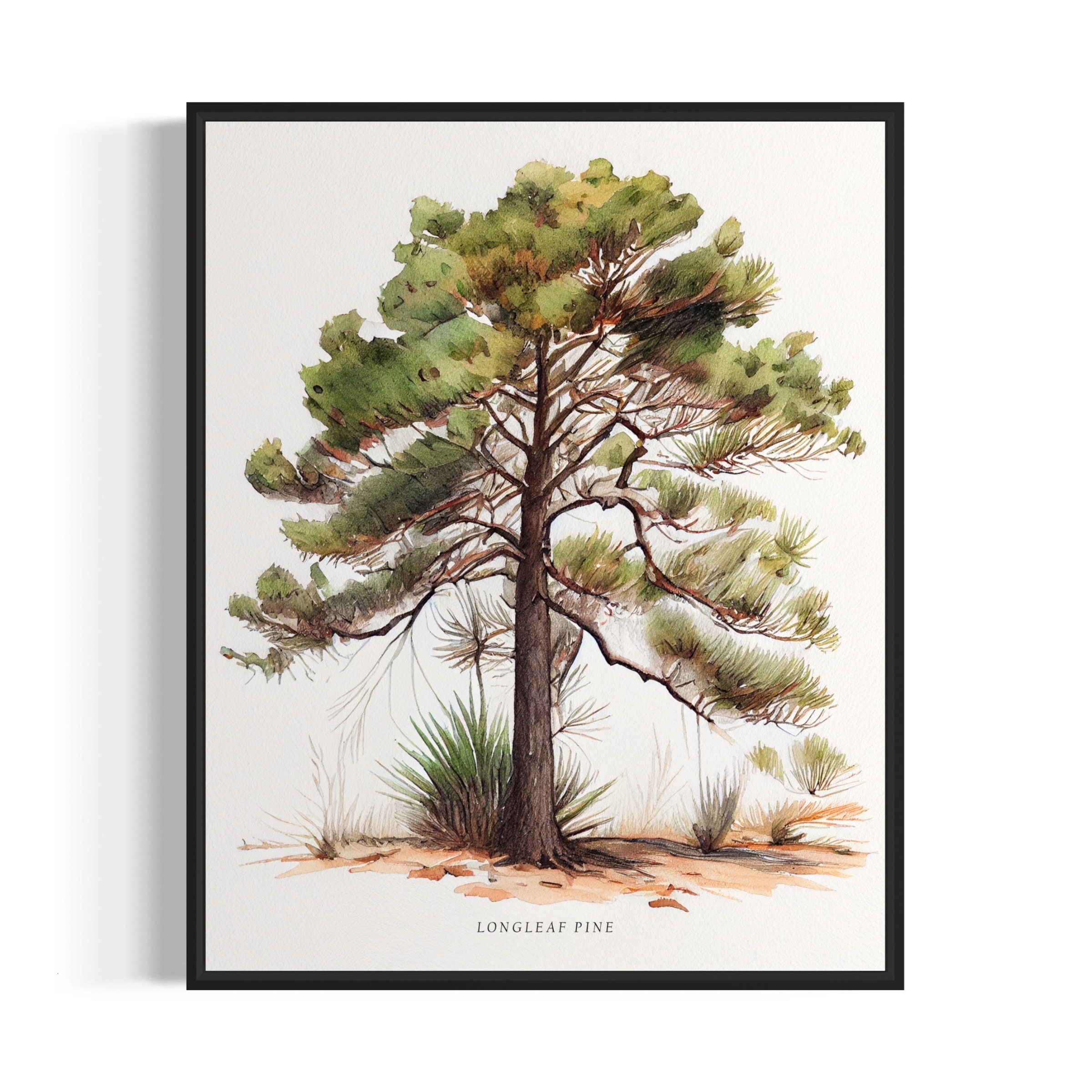 Longleaf Pine Tree