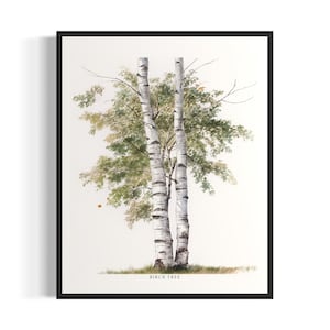 Birch Tree Art Print, Birch Tree Wall Art Poster - Etsy