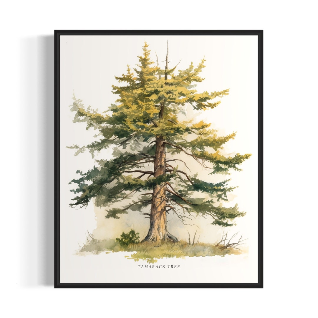 Tamarack Tree Art Print, Tamarack Tree Wall Art Poster - Etsy