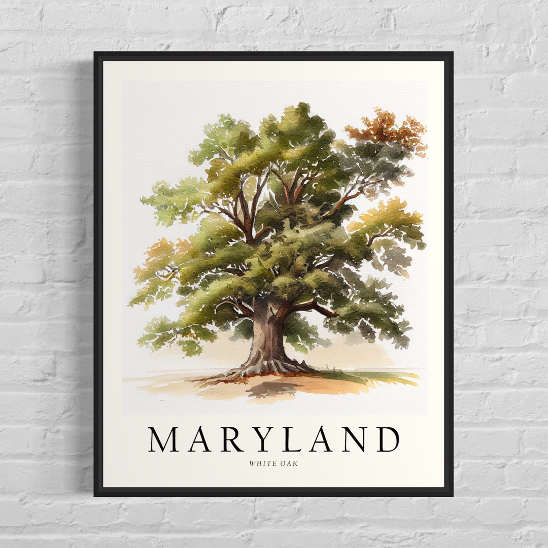 Maryland State Tree Art Print, White Oak Tree Wall Art, State Tree ...