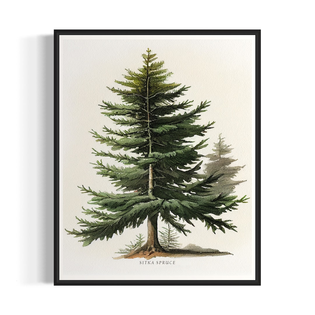 Sitka Spruce Tree Art Print, Sitka Spruce Tree Wall Art Poster - Etsy
