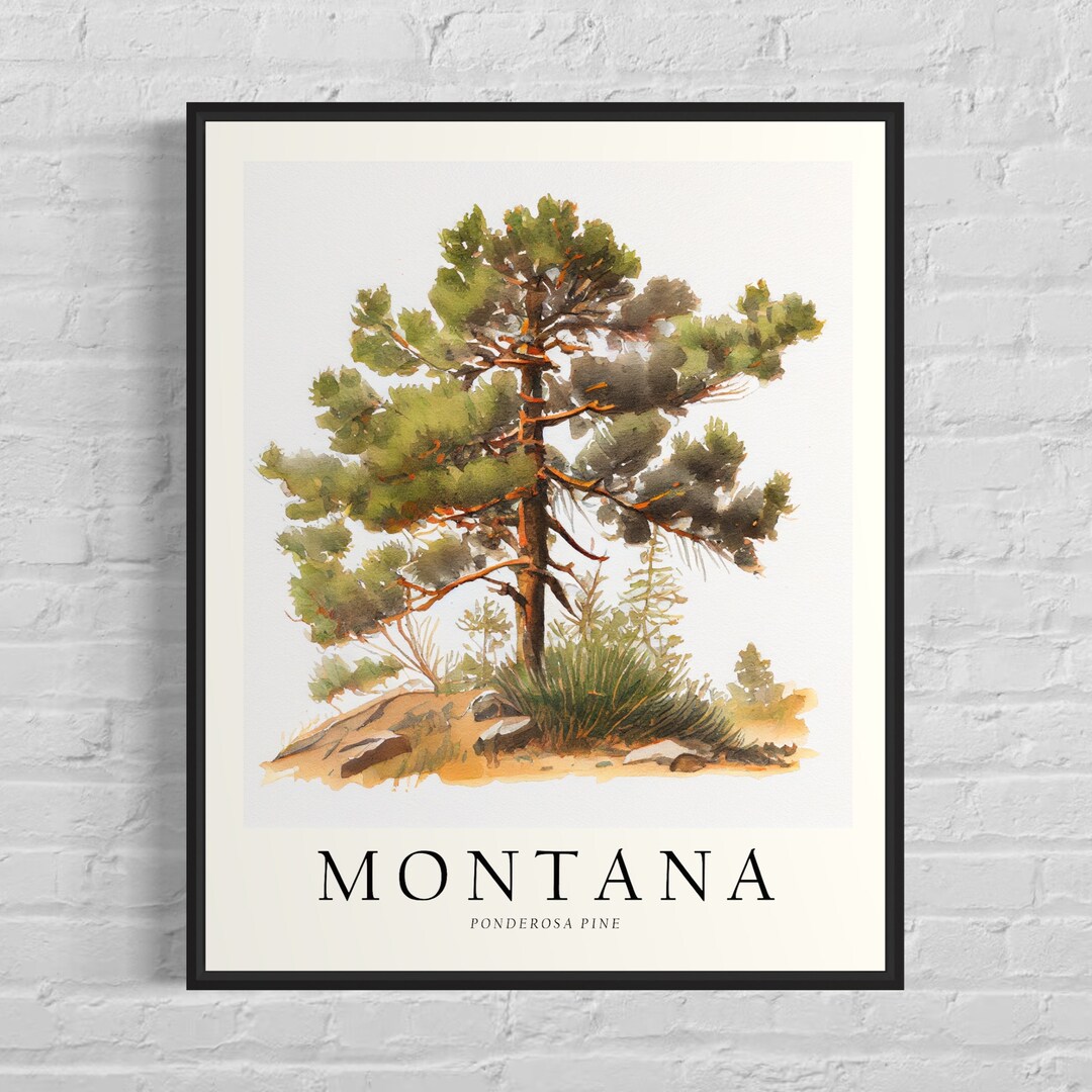 Montana State Tree Art Print, Ponderosa Pine Tree Wall Art, State Tree Symbol Artwork - Etsy