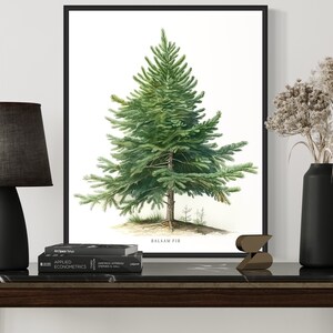Balsam Fir Tree Art Print, Balsam Fir Tree Wall Art Poster - Etsy