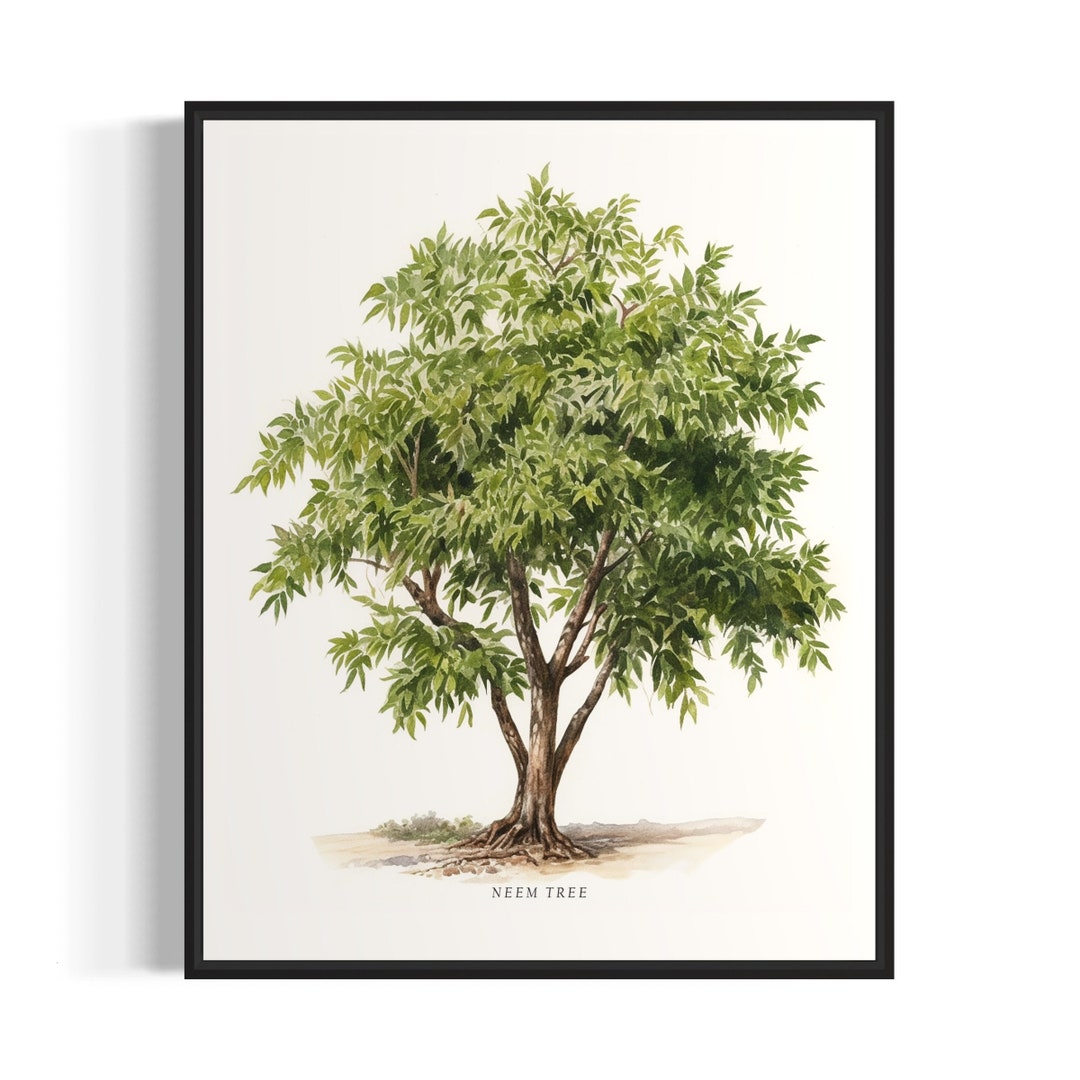 Neem Tree Art Print, Neem Tree Wall Art Poster - Etsy
