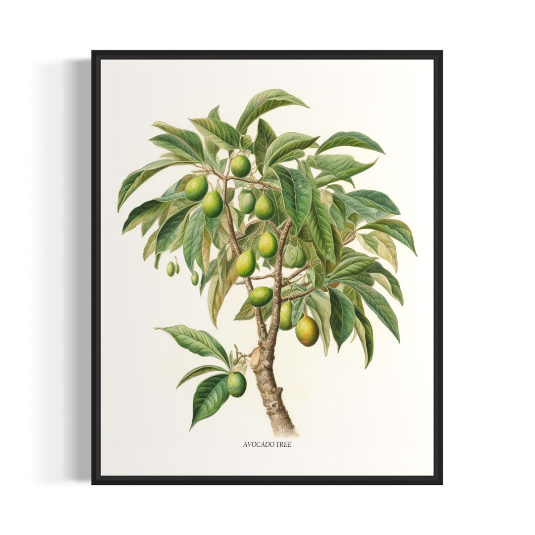 Avocado Tree Art Print, Avocado Tree Wall Art Poster - Etsy