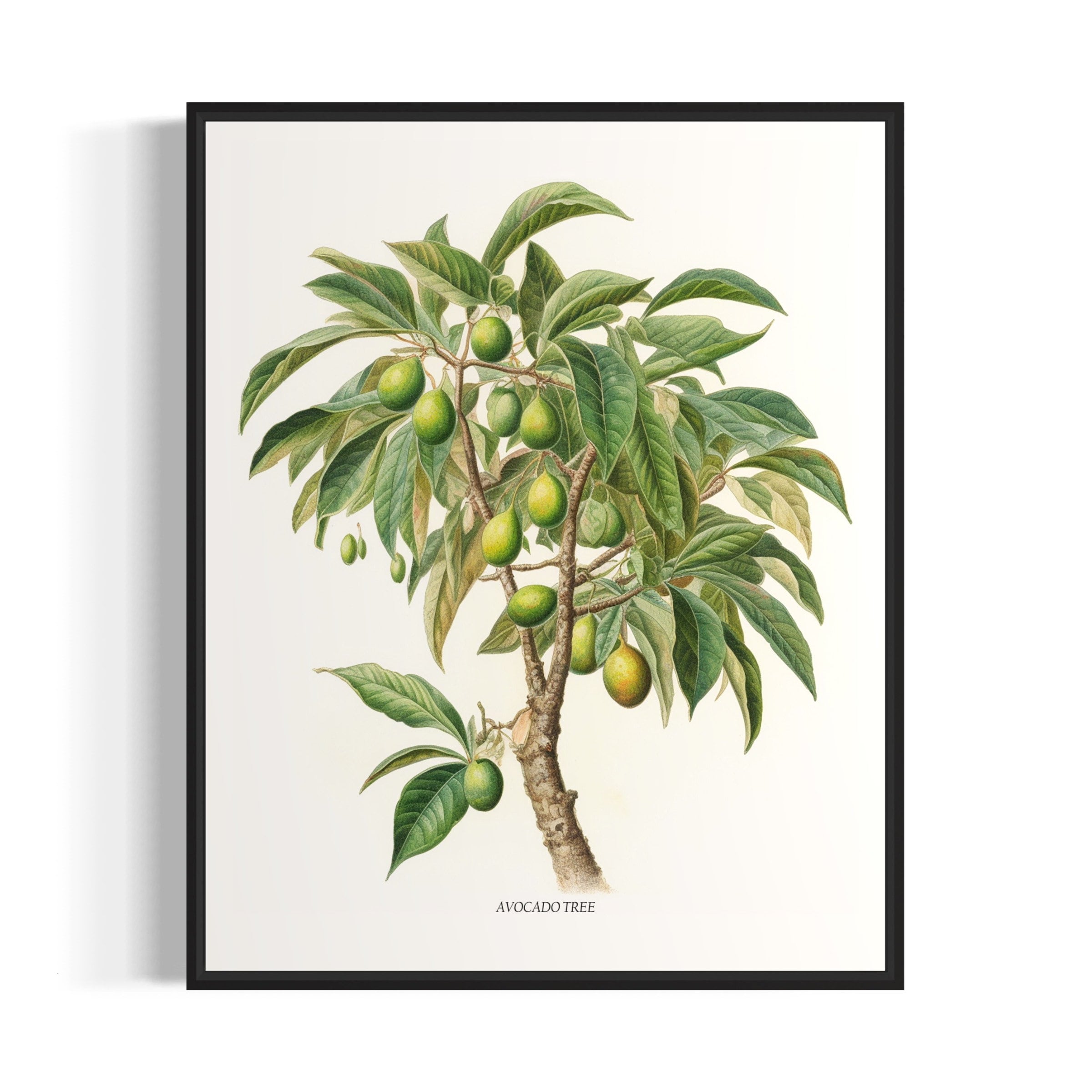 Avocado Tree Illustration