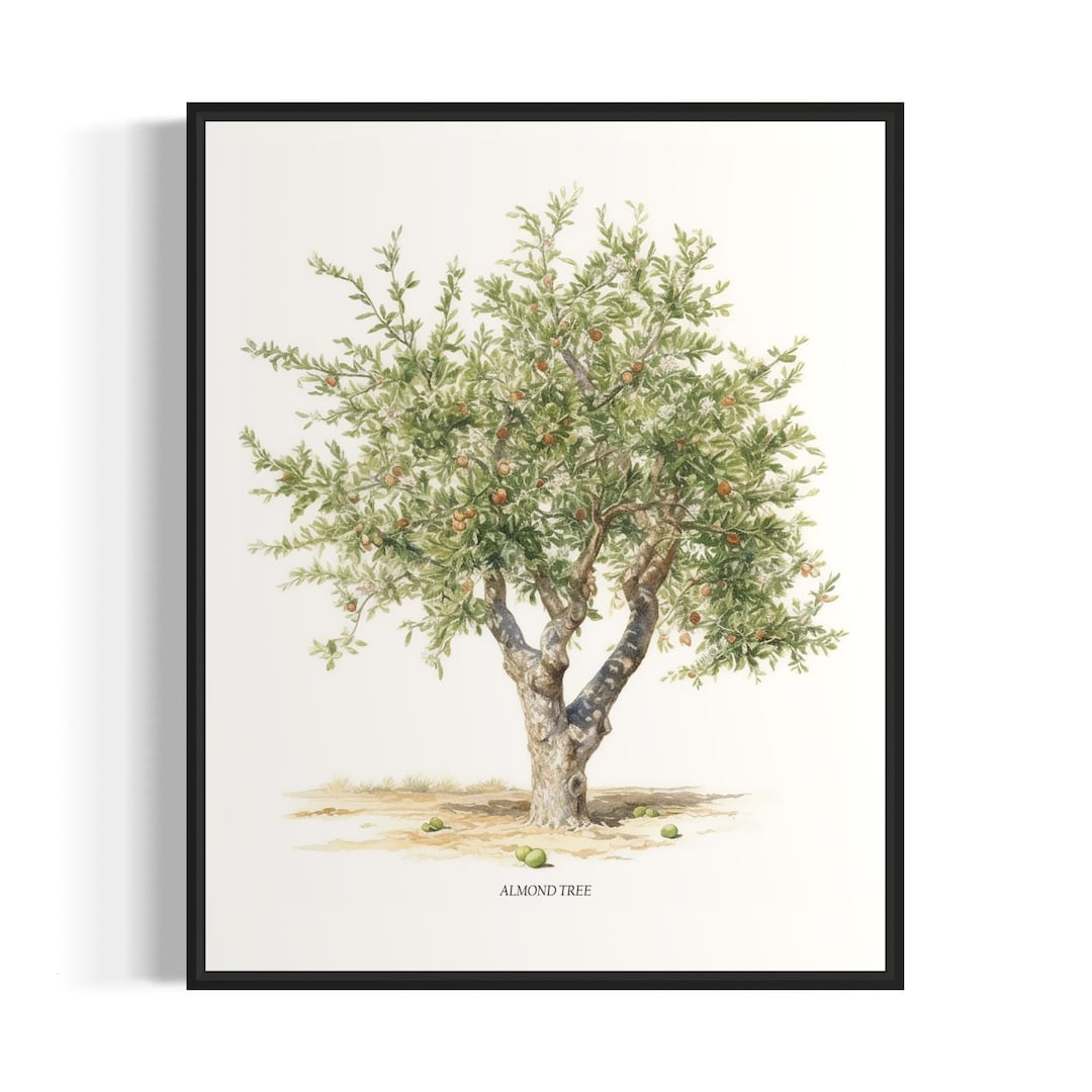 Almond Tree Art Print, Almond Tree Wall Art Poster - Etsy