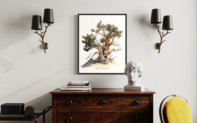 Bristlecone Pine Tree Art Print Bristlecone Pine Tree Wall - Etsy