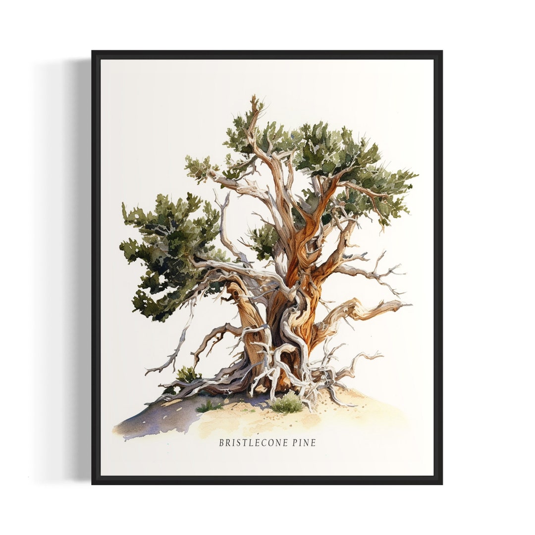 Bristlecone Pine Tree Art Print, Bristlecone Pine Tree Wall Art Poster ...
