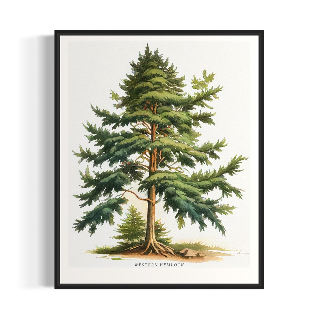 Western Hemlock Tree Art Print, Western Hemlock Tree Wall Art Poster - Etsy