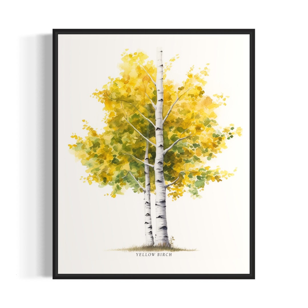 Yellow Birch Tree Art Print, Yellow Birch Tree Wall Art Poster - Etsy