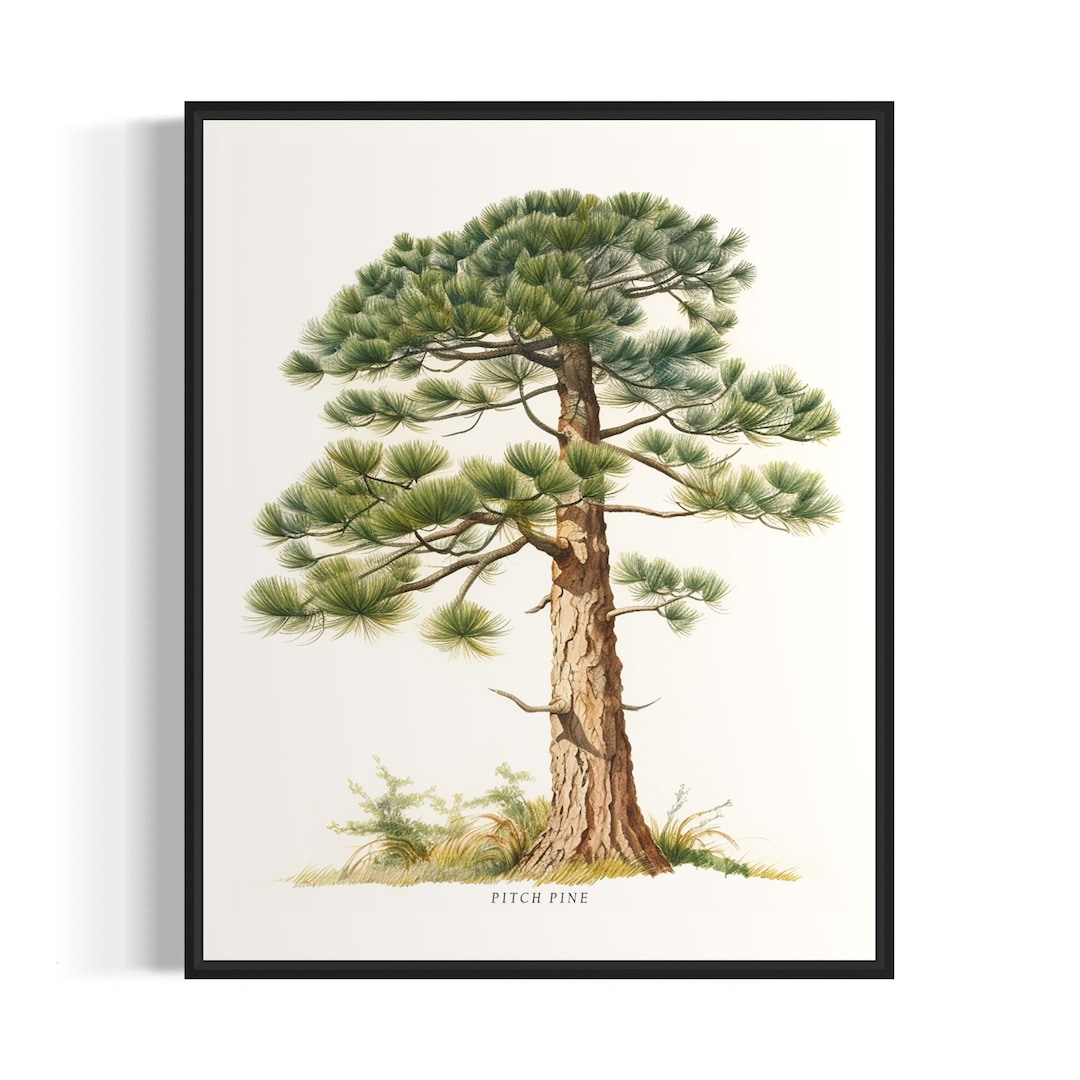 Pitch Pine Tree Art Print, Pitch Pine Tree Wall Art Poster - Etsy