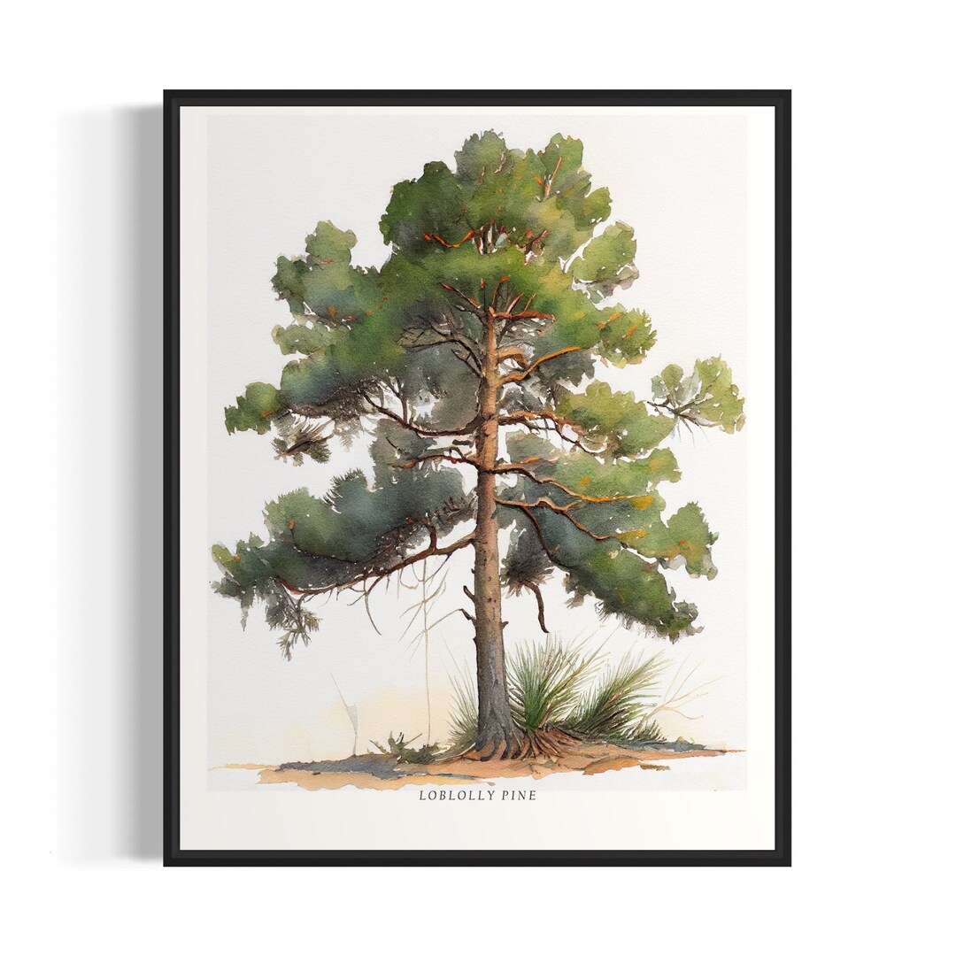 Loblolly Pine Tree Art Print, Loblolly Pine Tree Wall Art Poster - Etsy