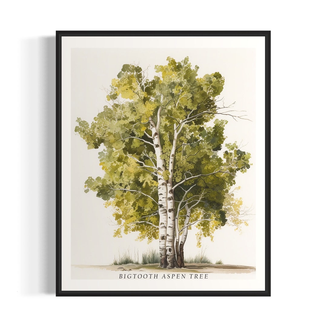 Bigtooth Aspen Tree Art Print, Bigtooth Aspen Tree Wall Art Poster - Etsy