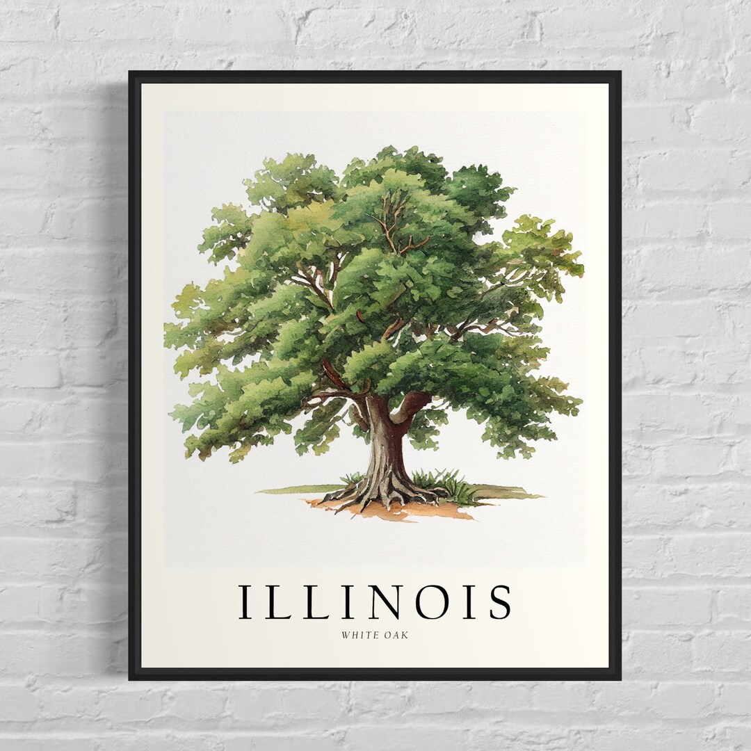 Illinois State Tree Art Print, White Oak Tree Wall Art, State Tree Symbol Artwork - Etsy