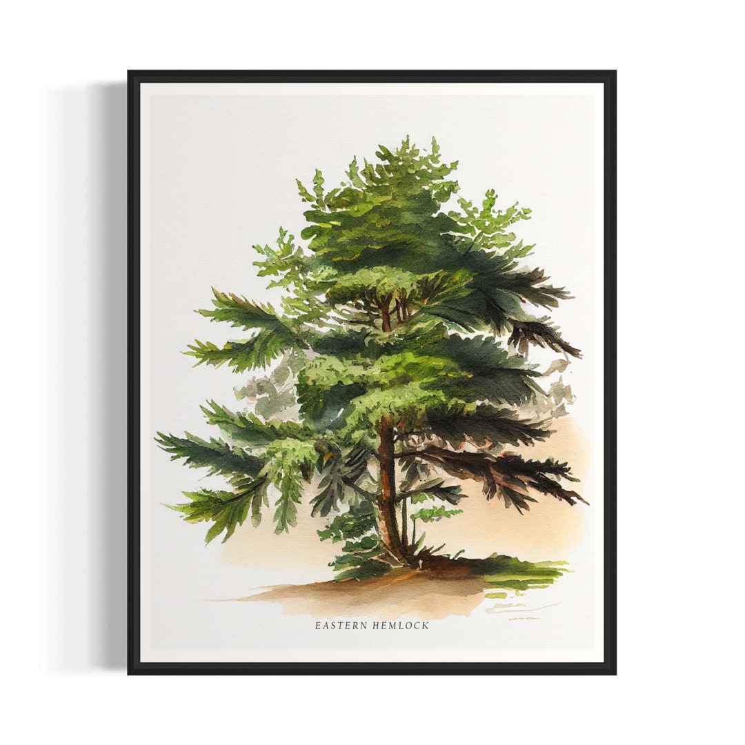 Eastern Hemlock Tree Art Print, Eastern Hemlock Tree Wall Art Poster - Etsy