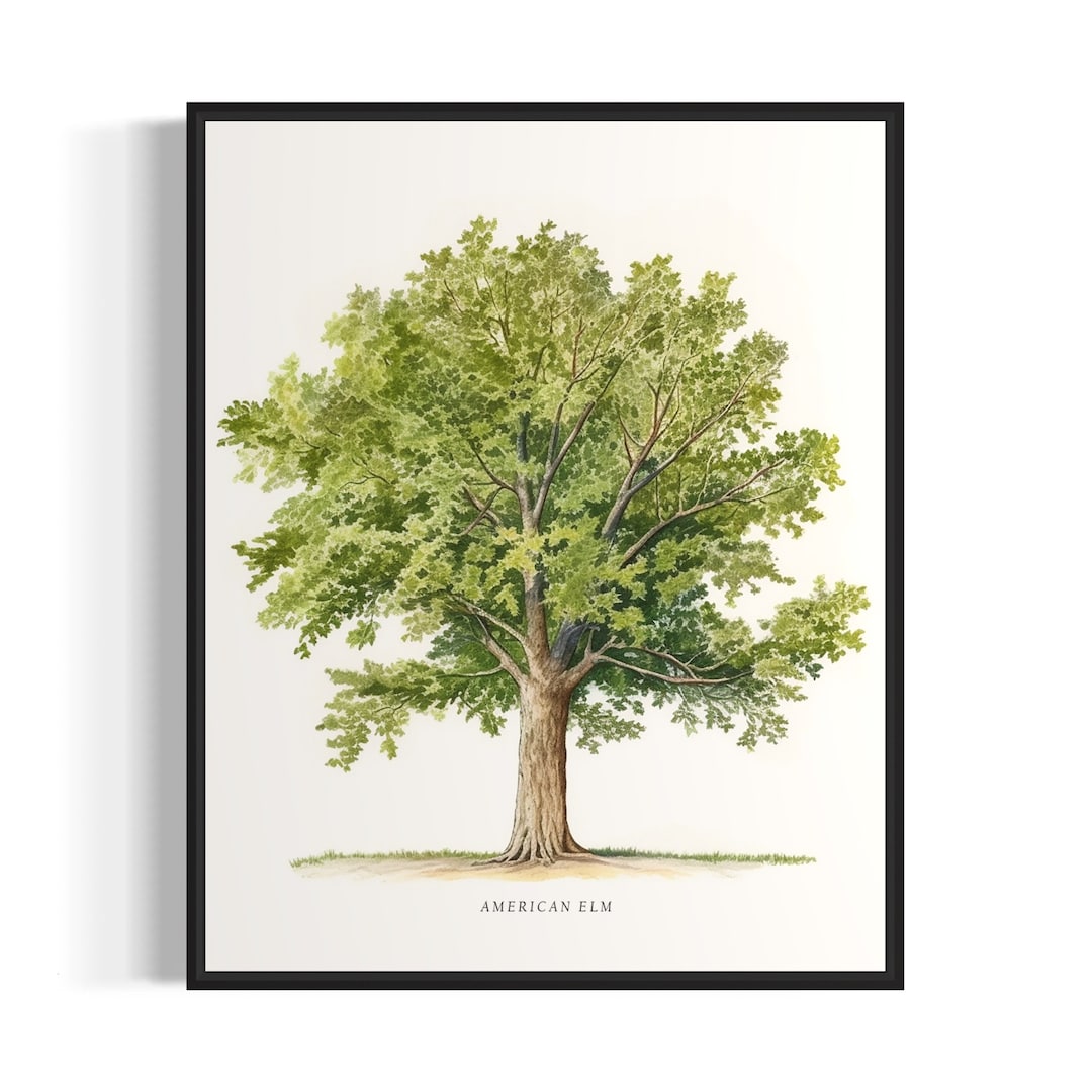 American Elm Tree Art Print, American Elm Tree Wall Art Poster - Etsy