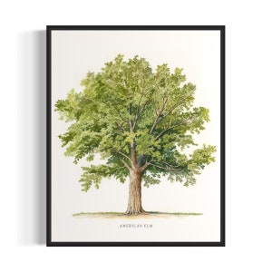 American Elm Tree Art Print, American Elm Tree Wall Art Poster - Etsy