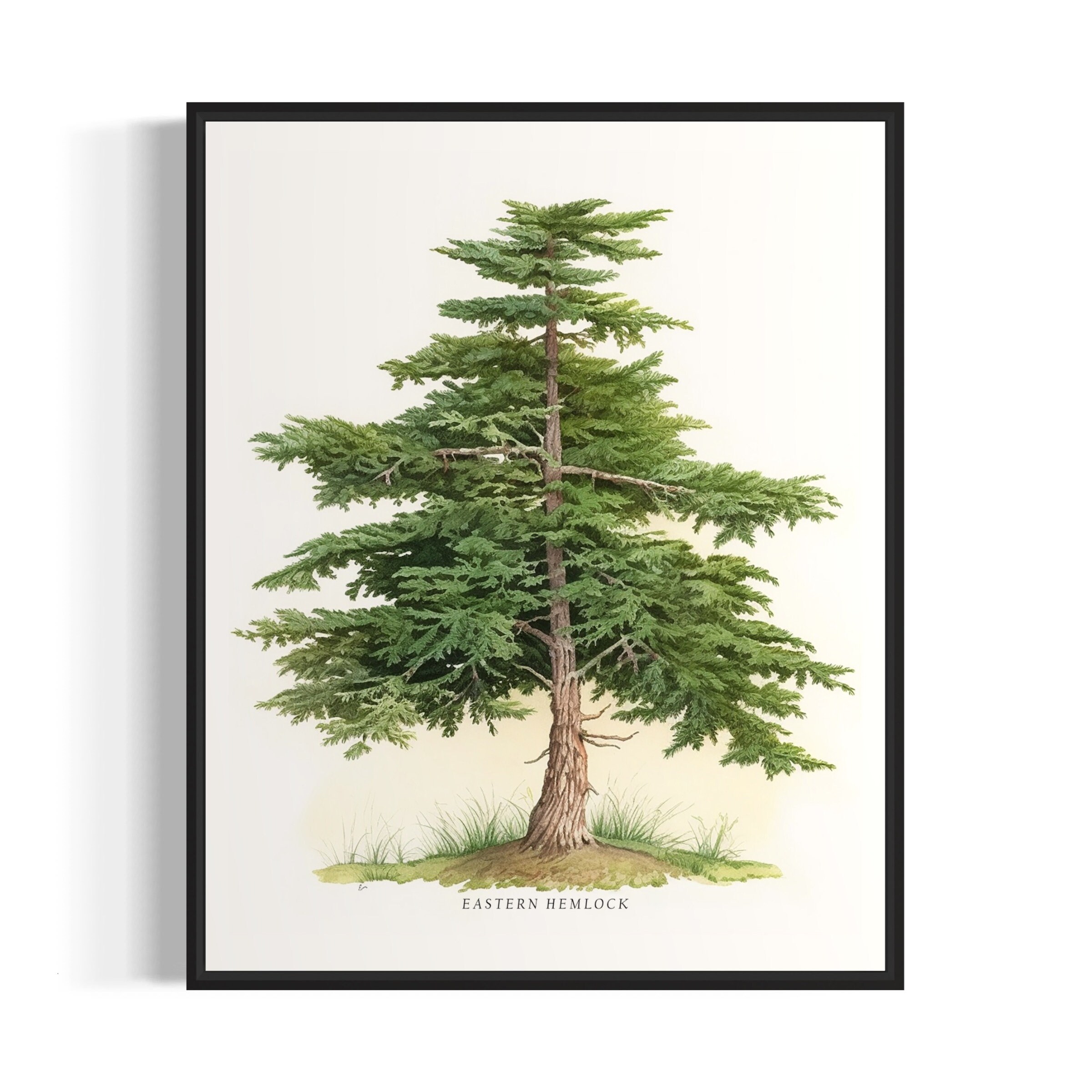 Hemlock Tree Drawing