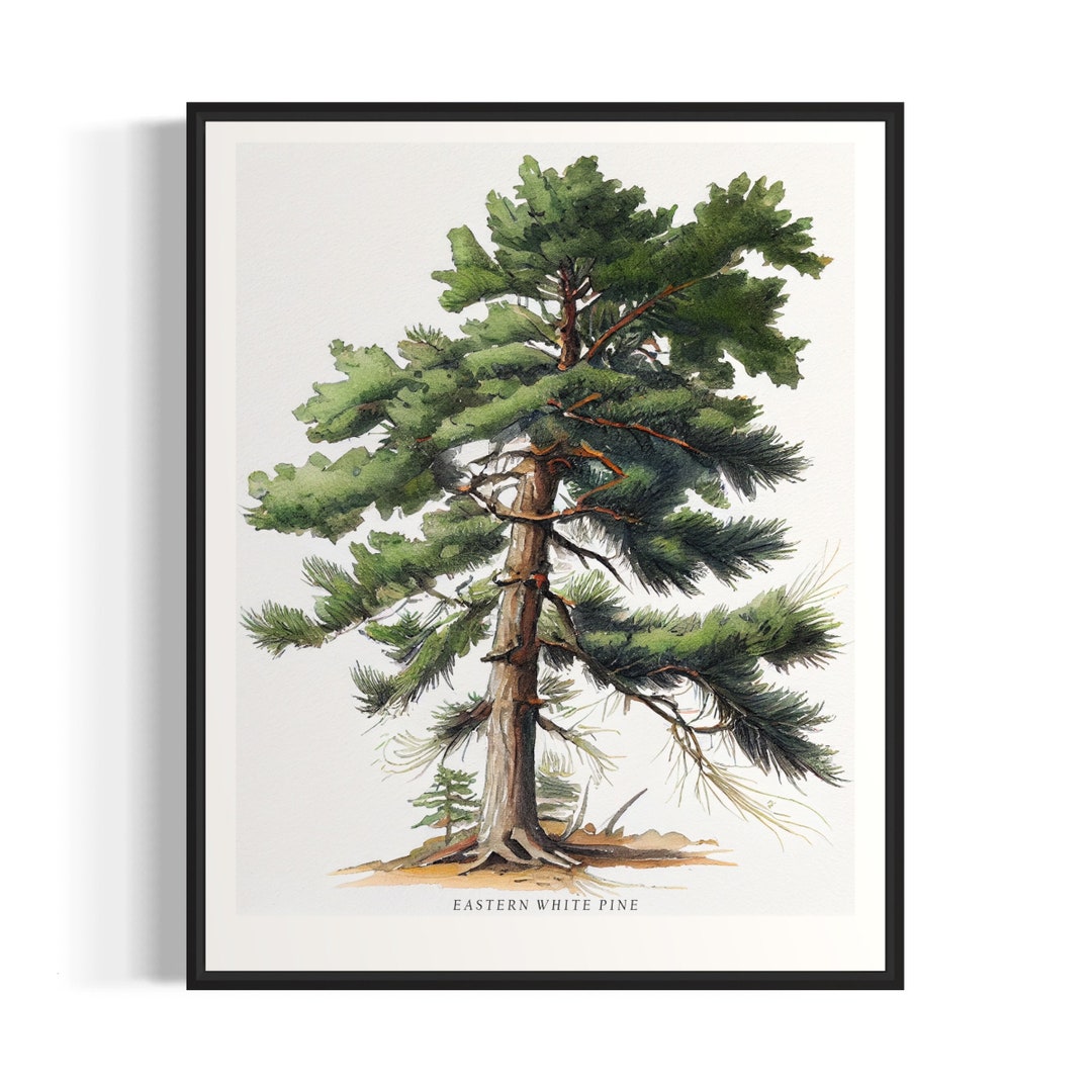 Eastern White Pine Tree Art Print, Eastern White Pine Tree Wall Art Poster - Etsy