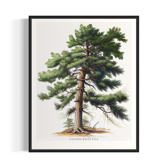 White Pine Needles Drawing