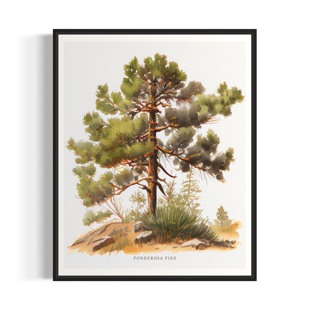 Ponderosa Pine Tree Art Print, Ponderosa Pine Tree Wall Art Poster - Etsy
