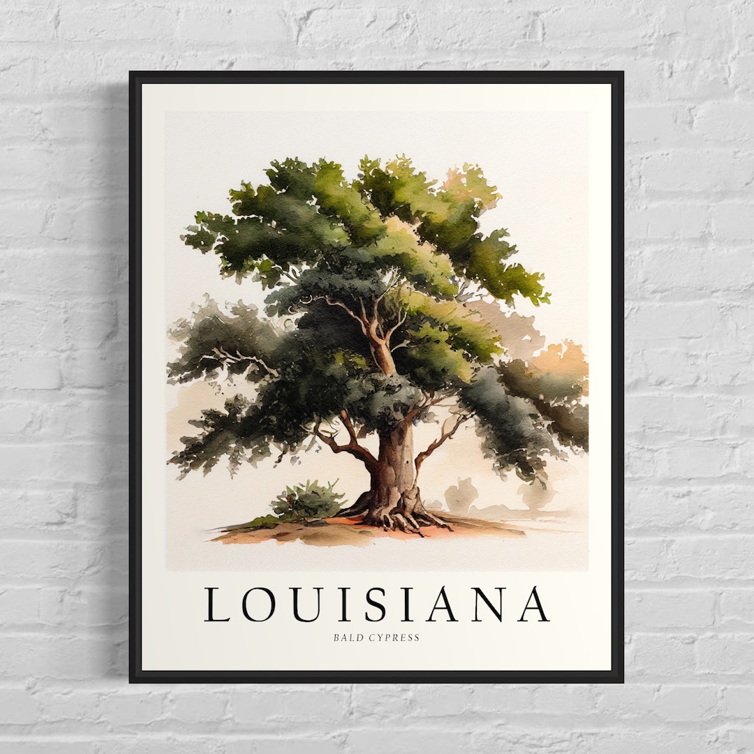 Louisiana State Tree Art Print, Bald Cypress Tree Wall Art, State Tree ...