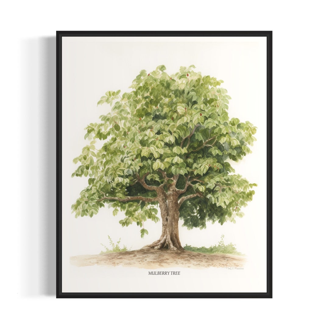 Mulberry Tree Art Print, Mulberry Tree Wall Art Poster - Etsy