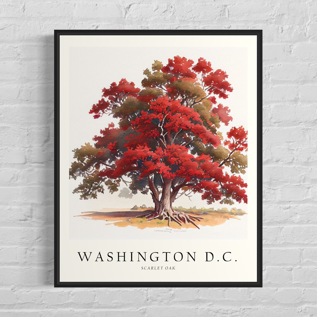Washington D.C. State Tree Art Print, Scarlet Oak Tree Wall Art, State ...