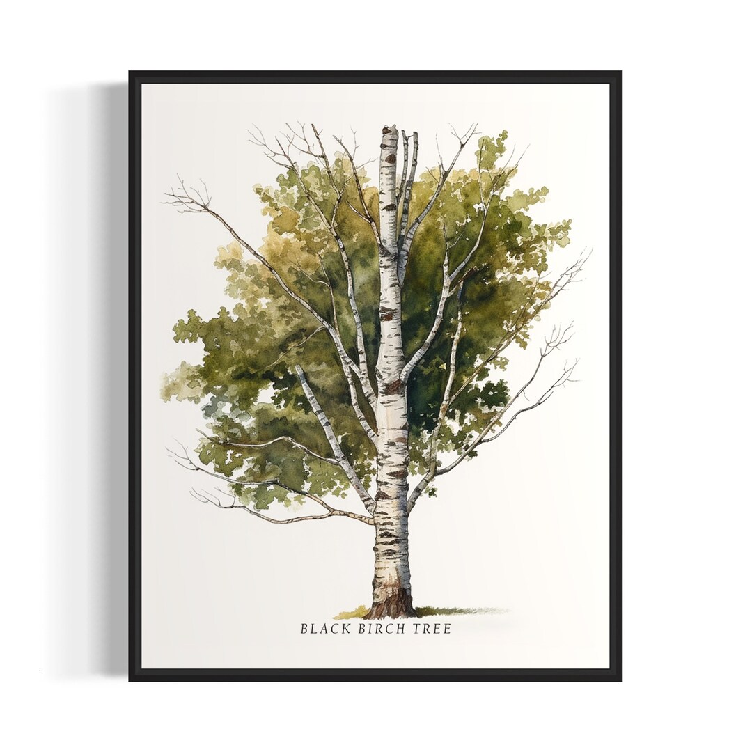Black Birch Tree Art Print, Black Birch Tree Wall Art Poster - Etsy