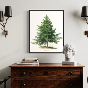 Balsam Fir Tree Art Print, Balsam Fir Tree Wall Art Poster - Etsy