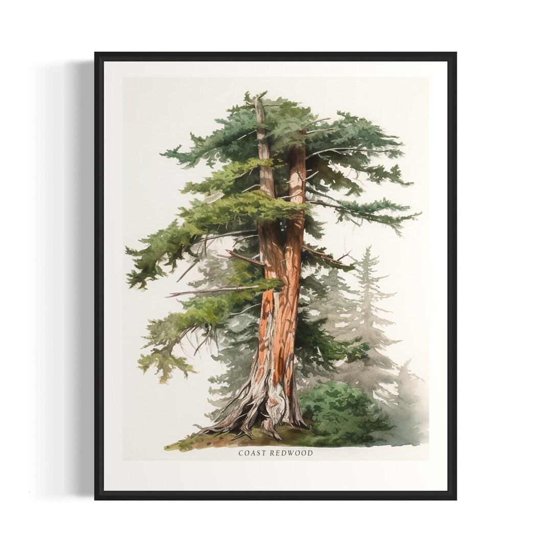 Coast Redwood Tree Art Print, Coast Redwood Tree Wall Art Poster - Etsy