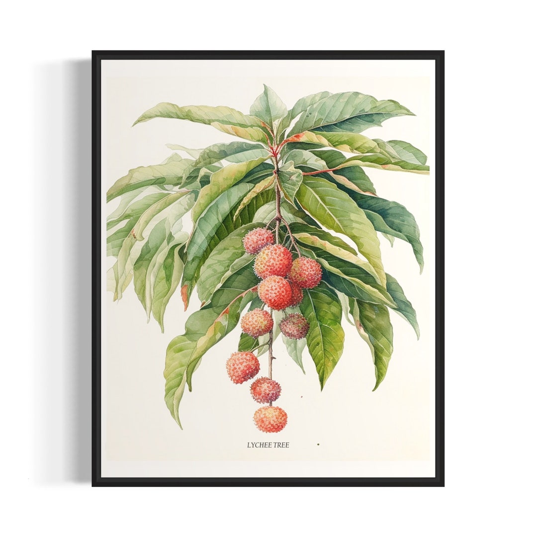 Lychee Tree Art Print, Lychee Tree Wall Art Poster - Etsy