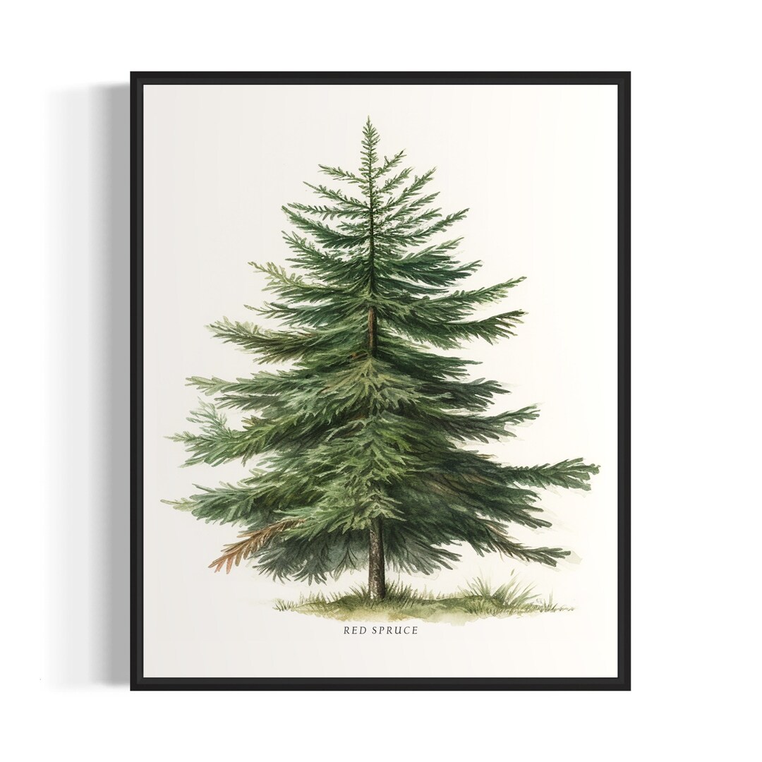 Red Spruce Tree Art Print, Red Spruce Tree Wall Art Poster - Etsy
