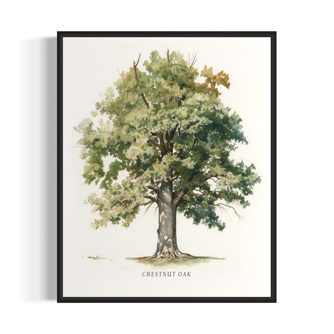 Chestnut Oak Tree Art Print, Chestnut Oak Tree Wall Art Poster - Etsy